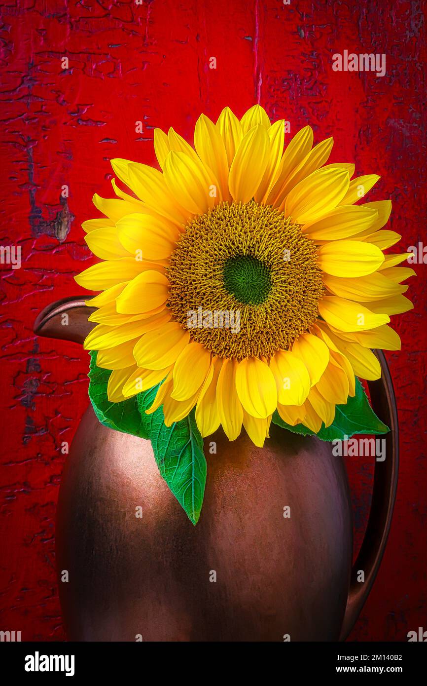 Sunflower In Copper Pitcher Against Red Wall Stock Photo - Alamy