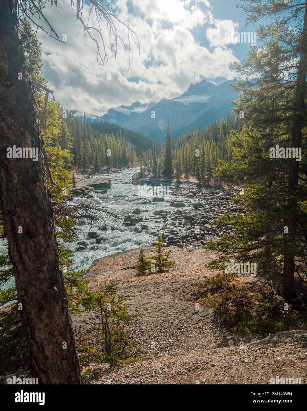 A vertical shot of Mistaya river between trees with a mountain in the ...