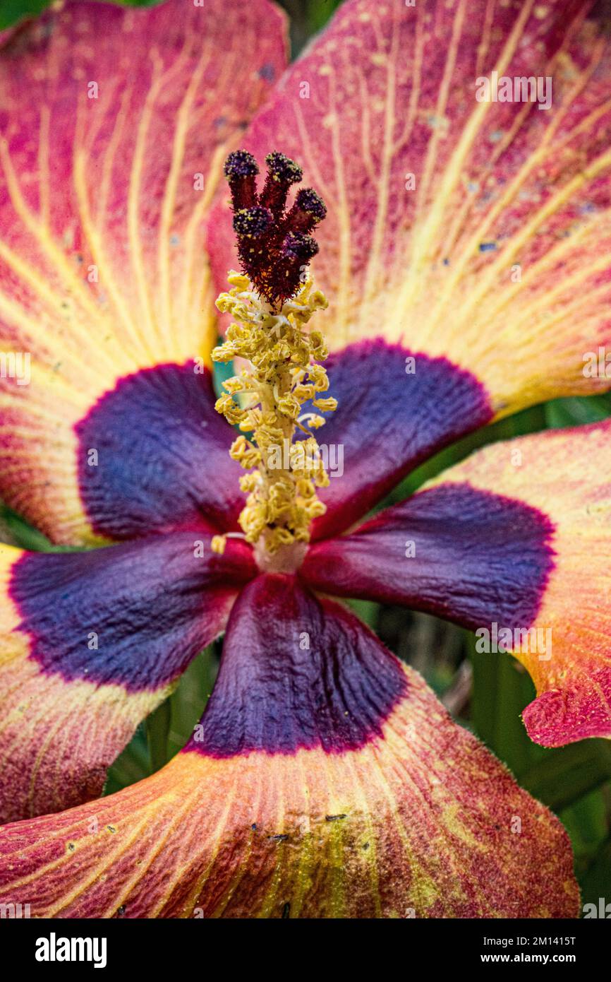 A vertical closeup of a colorful Hibiscus flower with beautiful ...