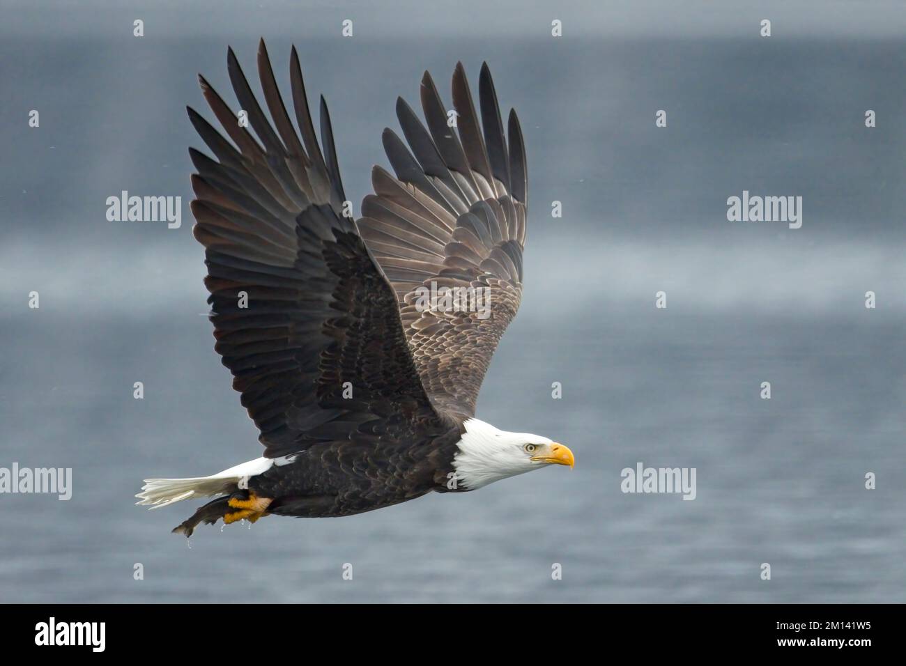 Eagle flying with fish in its talons Stock Photo - Alamy