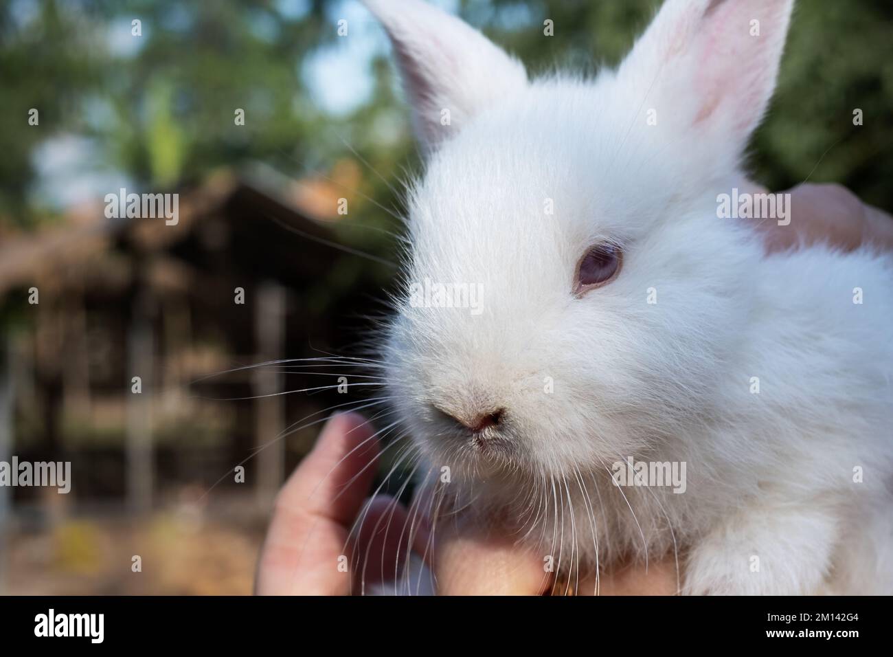 Hands holding rabbit hi-res stock photography and images - Alamy
