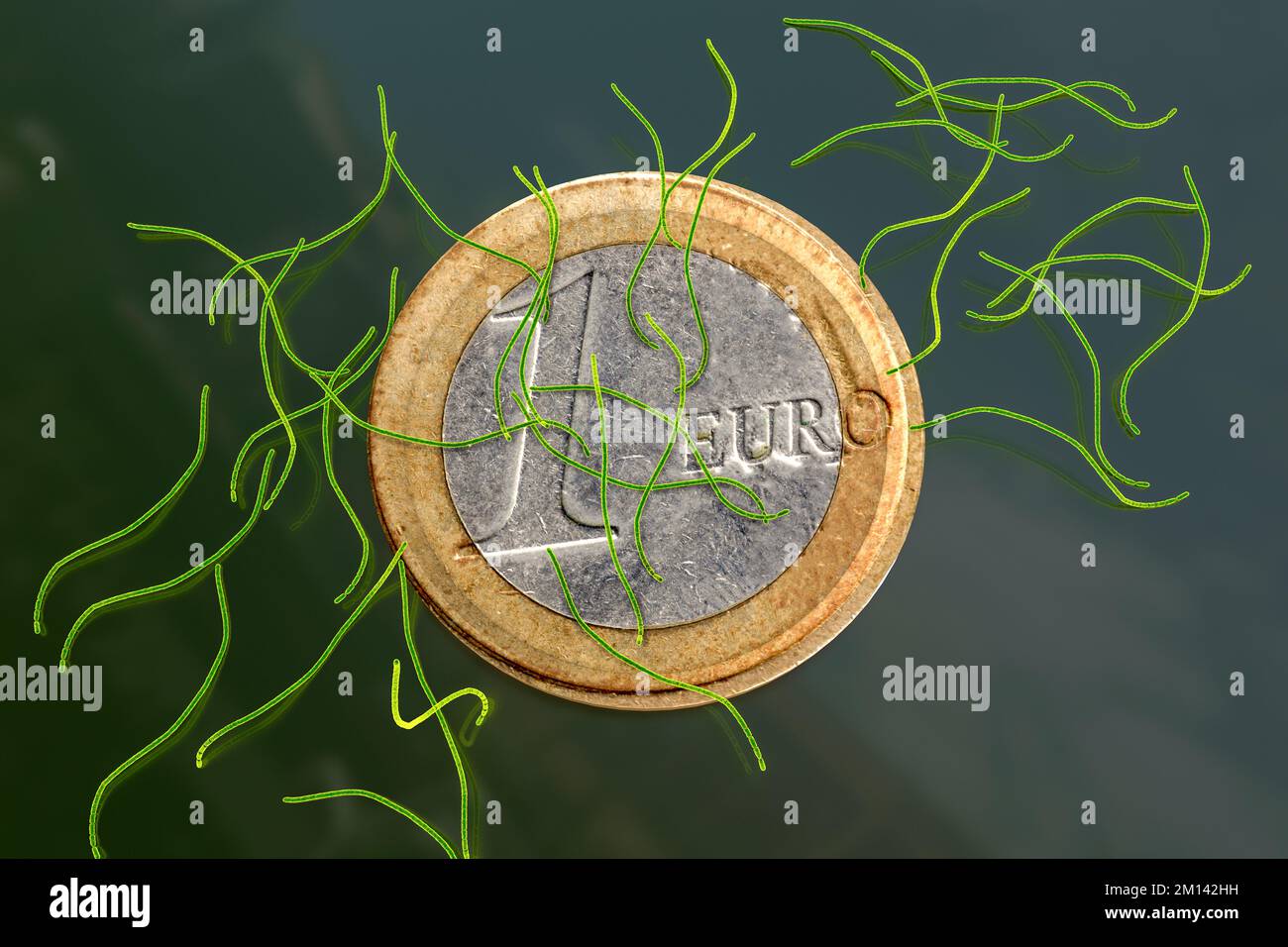 Chemosynthesis Bacteria