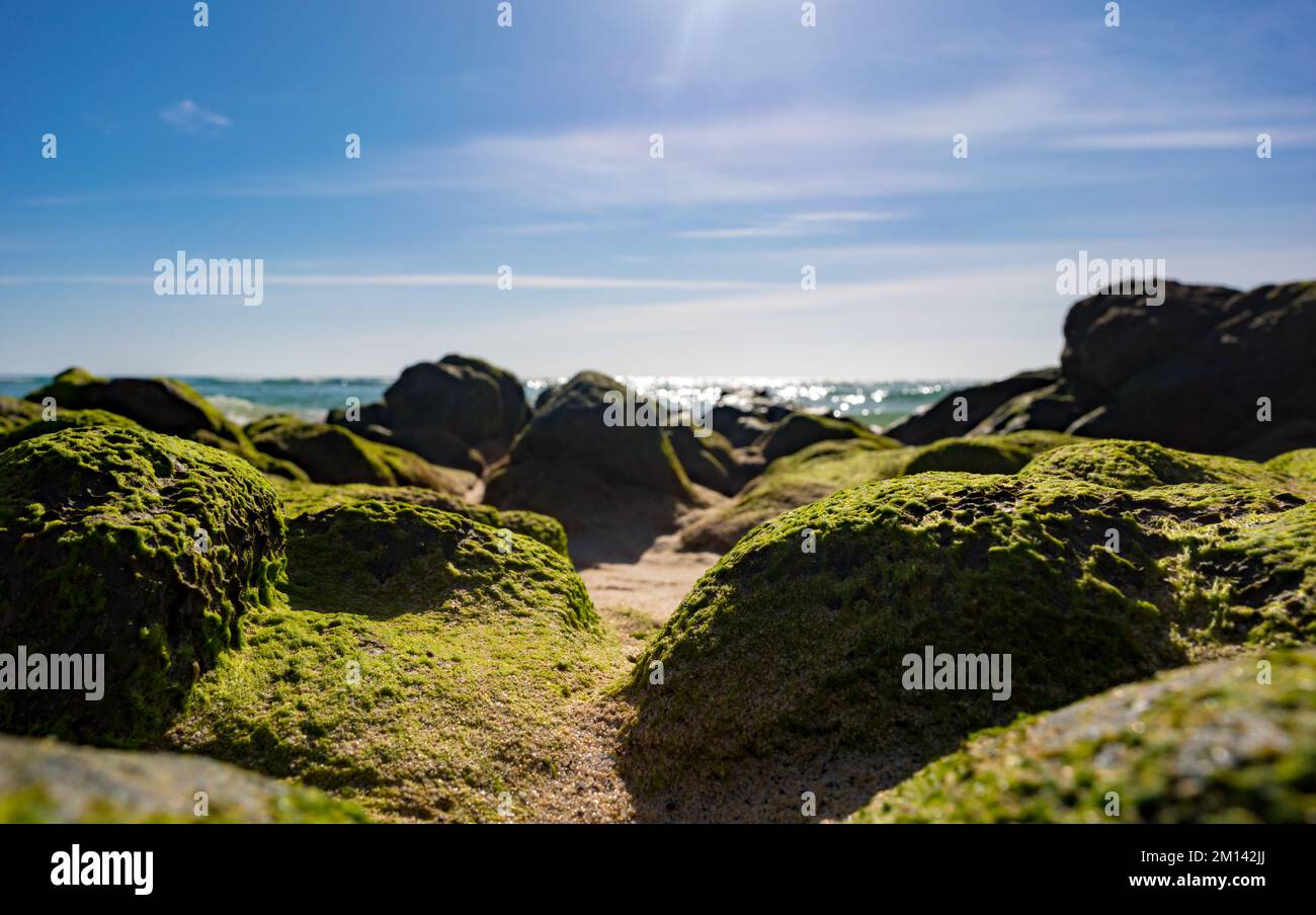 Rocks covered with algae Stock Photo - Alamy
