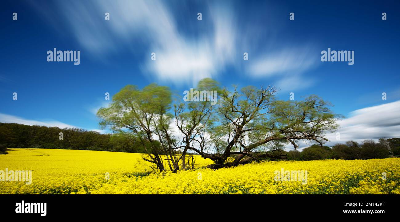 Rapeseed field flowering hi-res stock photography and images - Alamy