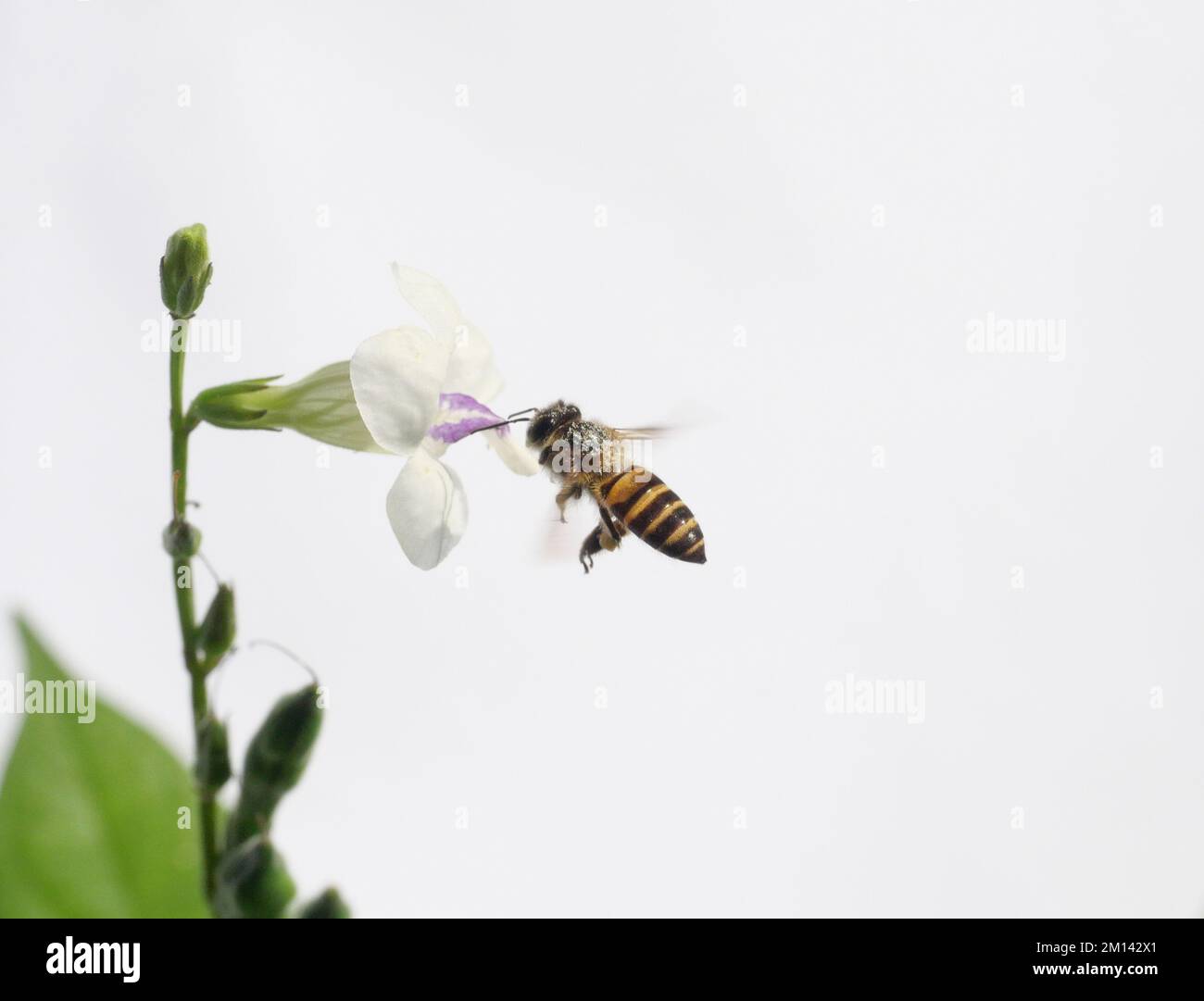 Honey bee seeking nectar on white Chinese violet or coromandel or ...