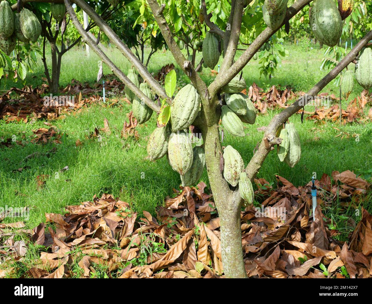Tree and Theobroma cacao pod fruit hang on branch in the field at ...