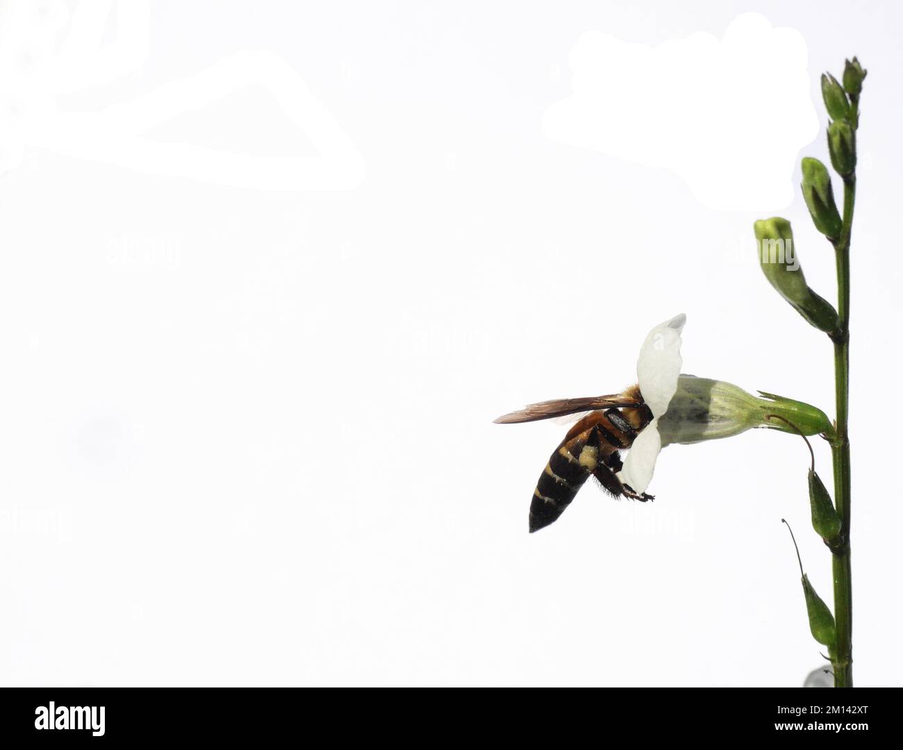 Giant honey bee seeking nectar on white Chinese violet or coromandel or ...