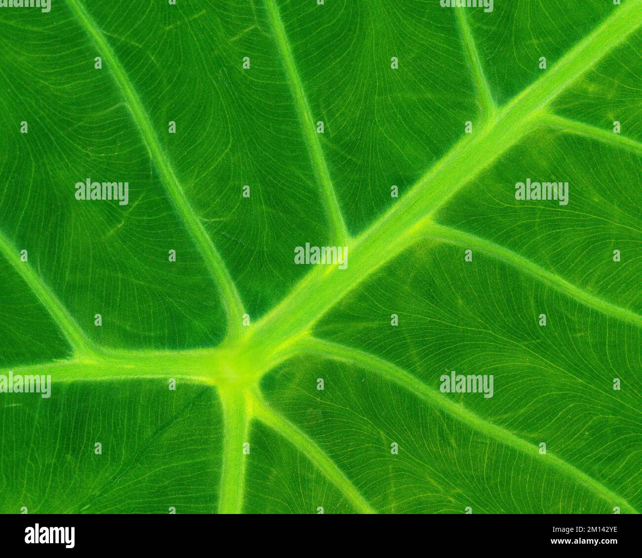 Backlit detail of bright green leaf pattern forms background Stock ...