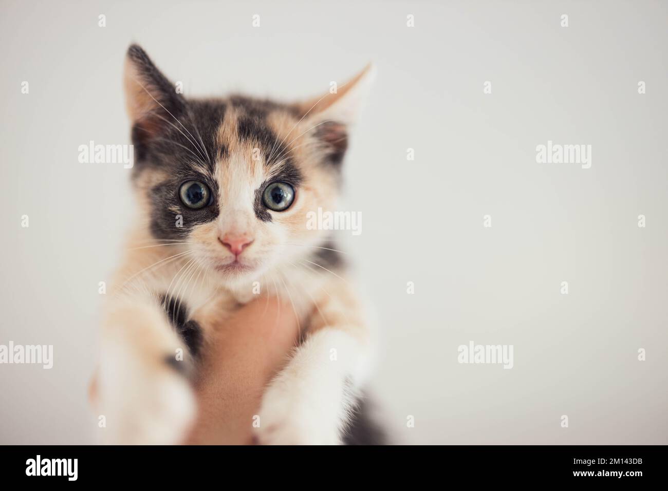 Cat paw in air hi-res stock photography and images - Alamy