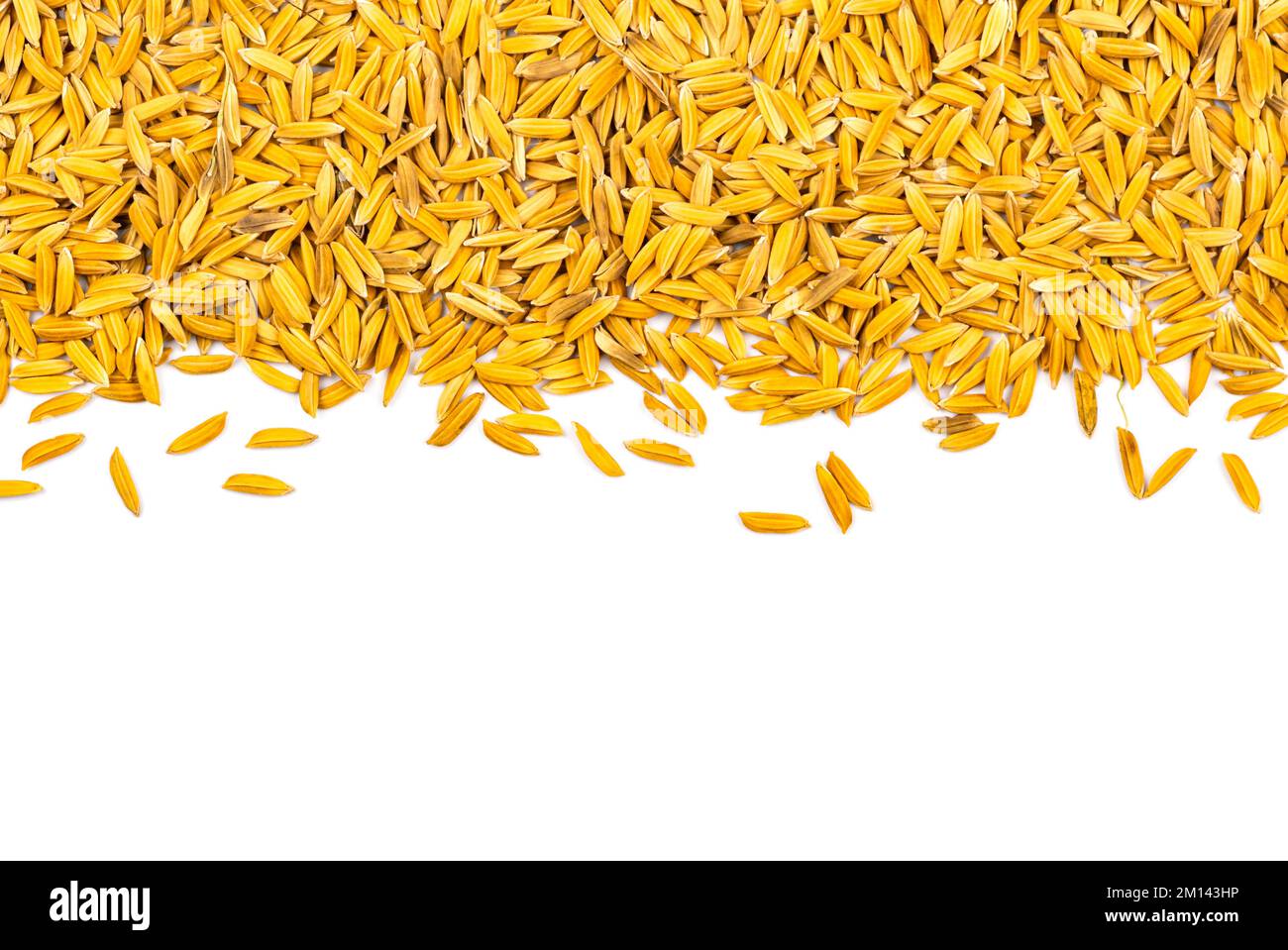 Top view pile of freshly harvested dry golden color paddy jasmine rice ...