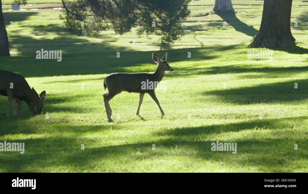 Los Angeles, California, USA 8th December 2022 Deer at Forest Lawn ...