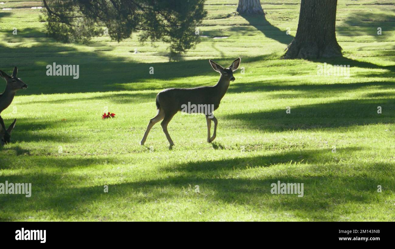 Los Angeles, California, USA 8th December 2022 Deer at Forest Lawn ...