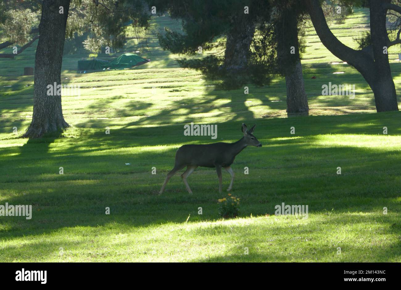 Los Angeles, California, USA 8th December 2022 Deer at Forest Lawn ...