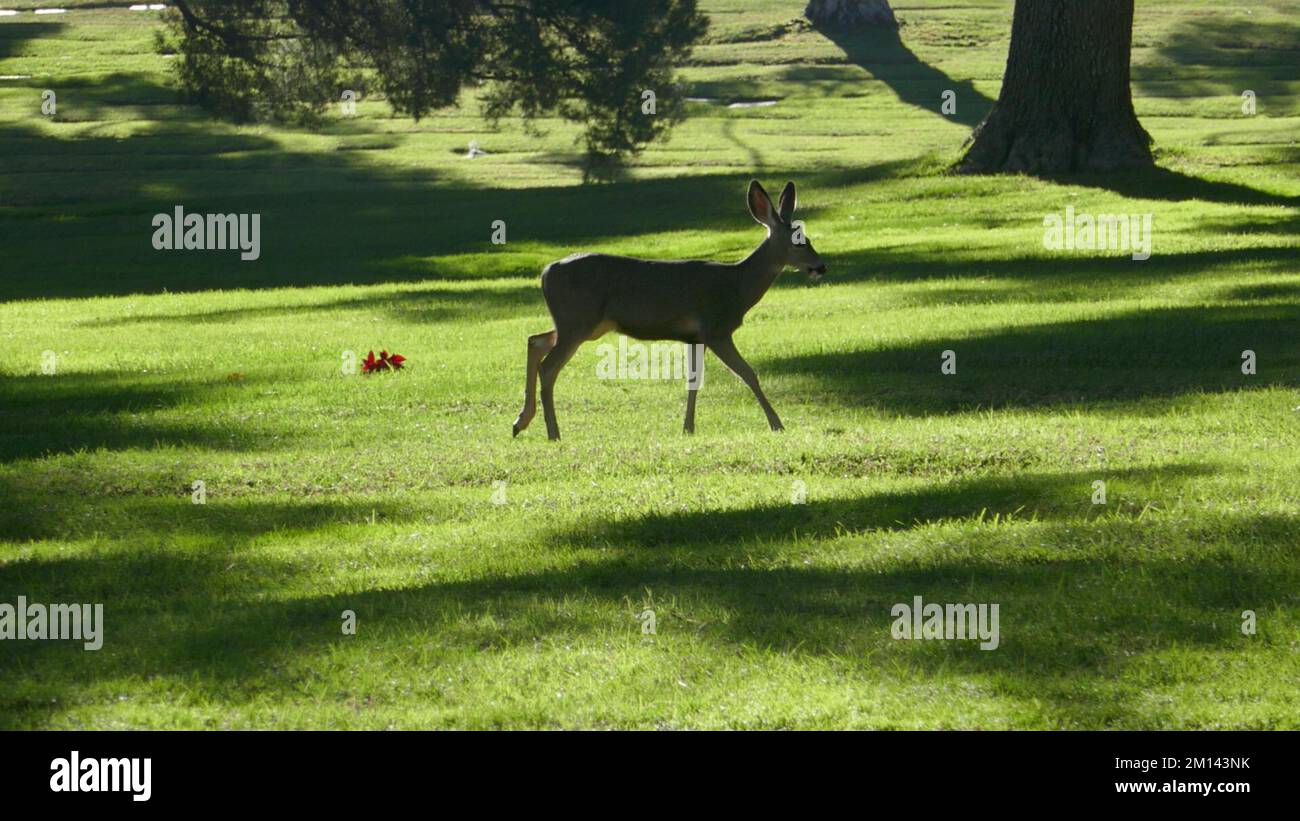 Los Angeles, California, USA 8th December 2022 Deer at Forest Lawn ...