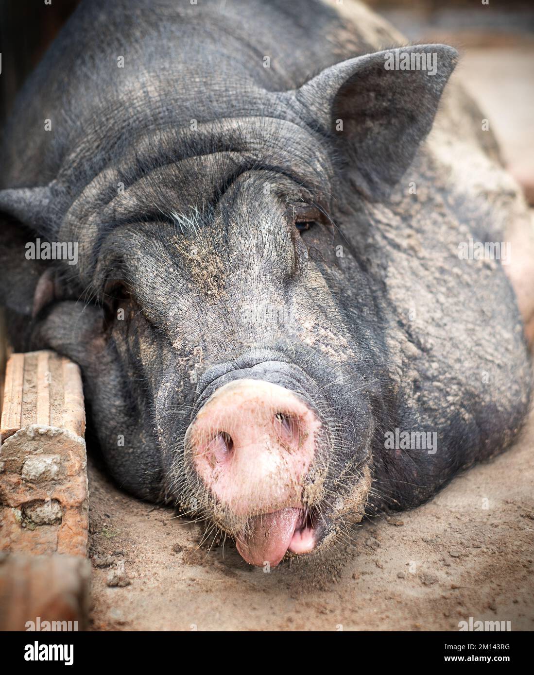 Big pig hi-res stock photography and images - Alamy