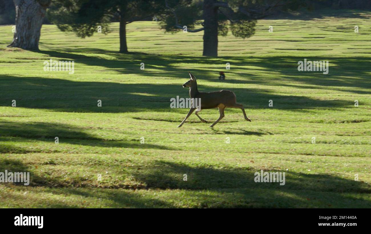 Los Angeles, California, USA 8th December 2022 Deer at Forest Lawn ...