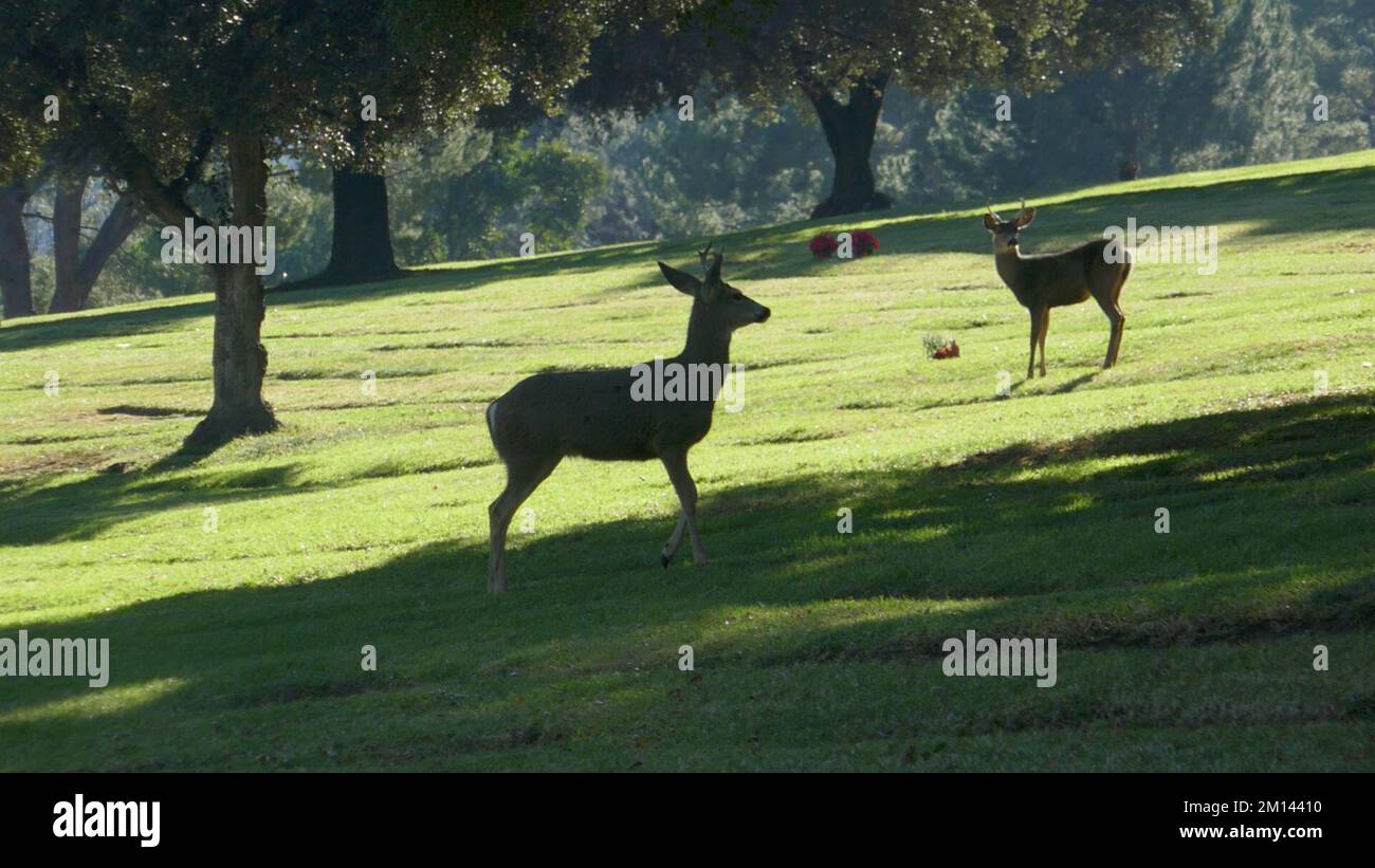 Los Angeles, California, USA 8th December 2022 Deer at Forest Lawn ...