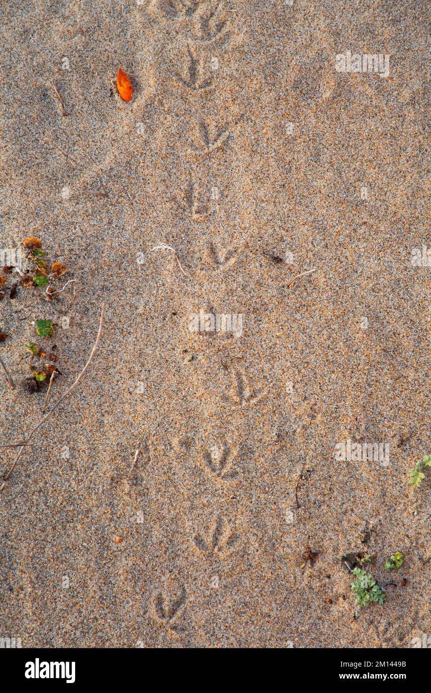 Bird tracks, Salinas River National Wildlife Refuge, California Stock ...