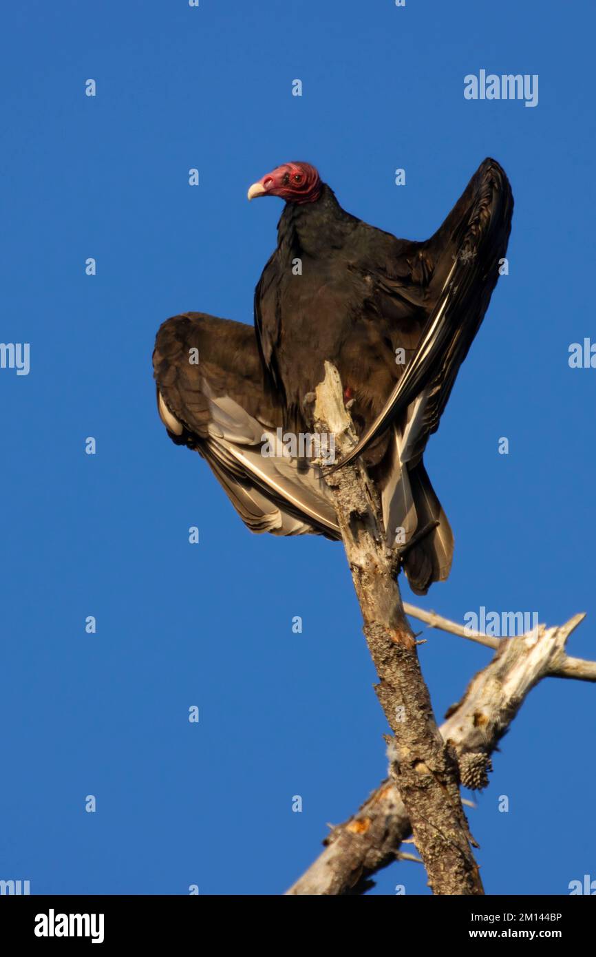 Turkey vulture (Cathartes aura), Point Lobos State Reserve, Big Sur ...