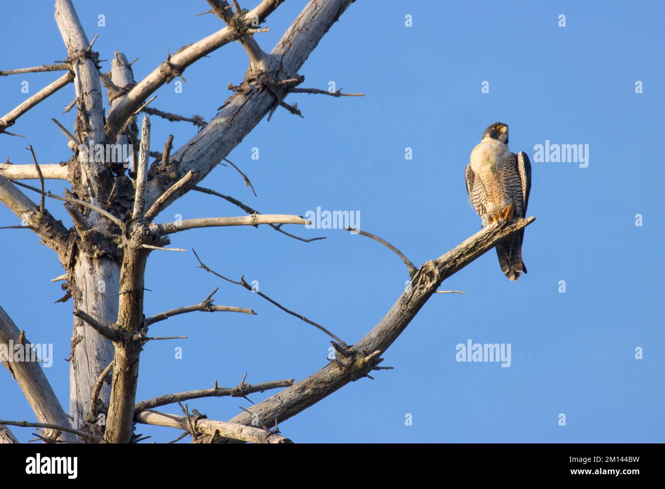 Peregrine falcon (Falco peregrinus), Point Lobos State Reserve, Big Sur ...