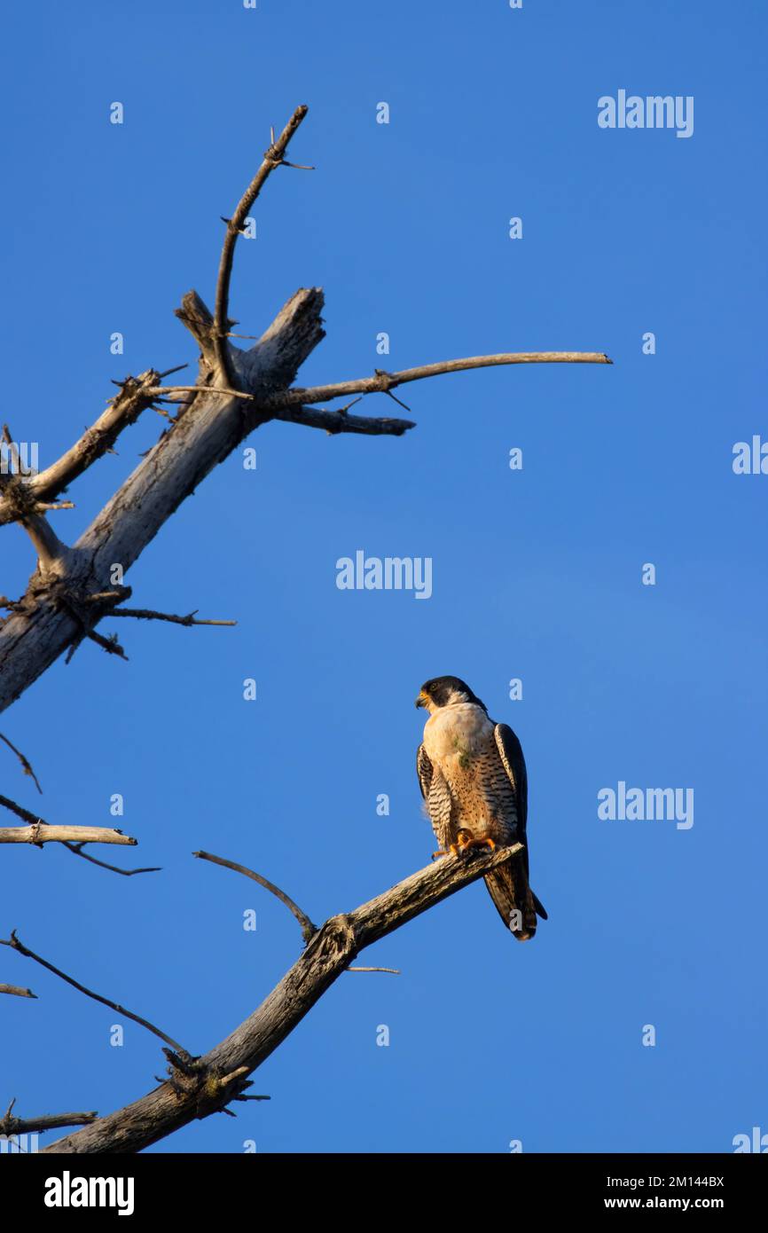Peregrine falcon (Falco peregrinus), Point Lobos State Reserve, Big Sur ...