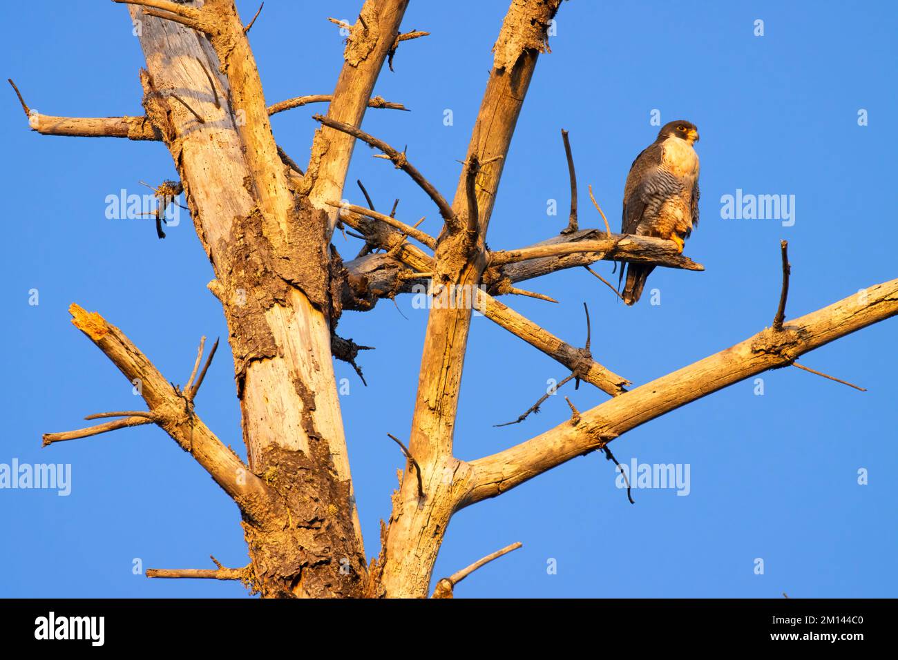 Peregrine falcon (Falco peregrinus), Point Lobos State Reserve, Big Sur ...