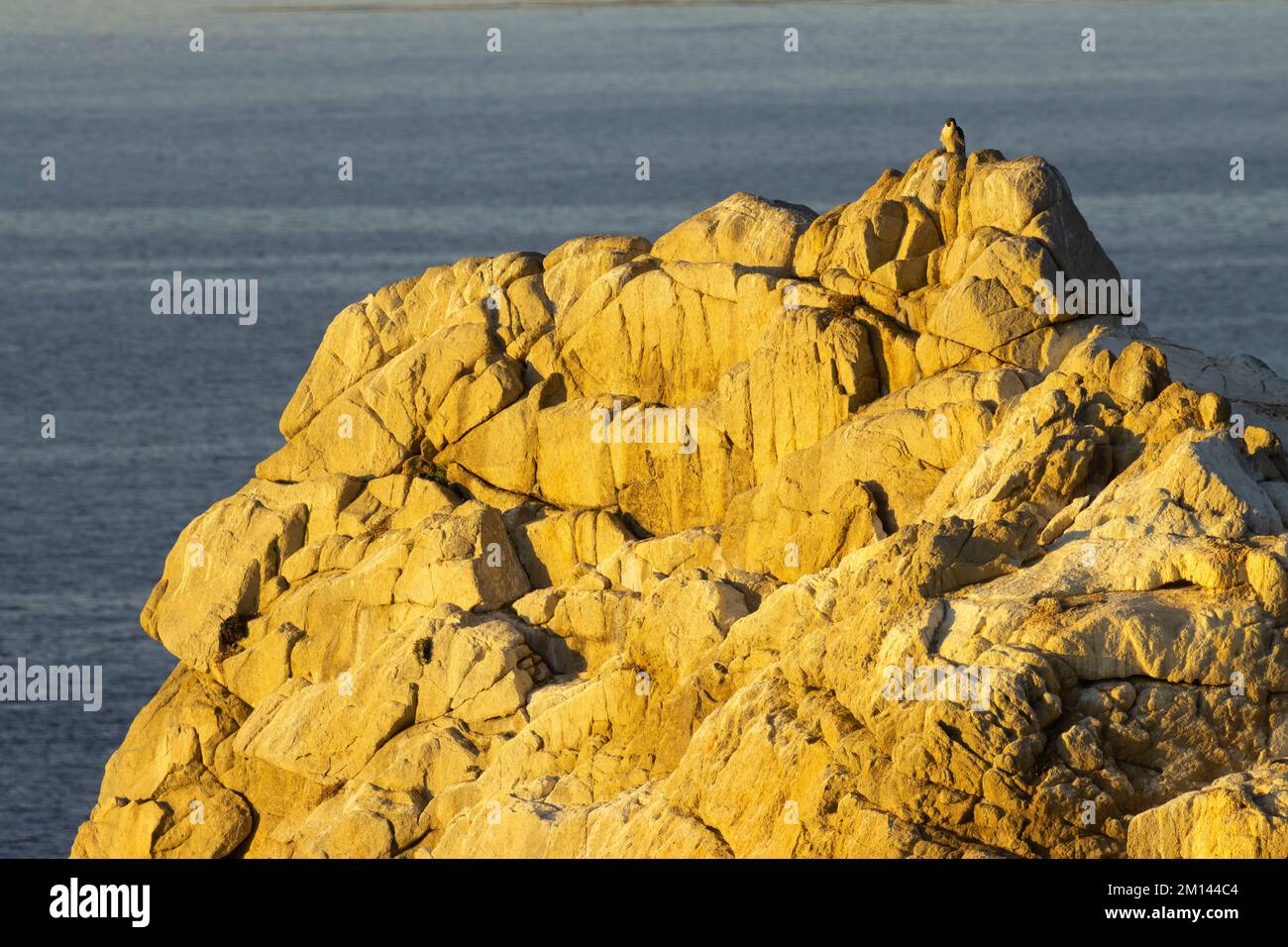 Peregrine falcon (Falco peregrinus) on The Pinnacle, Point Lobos State ...
