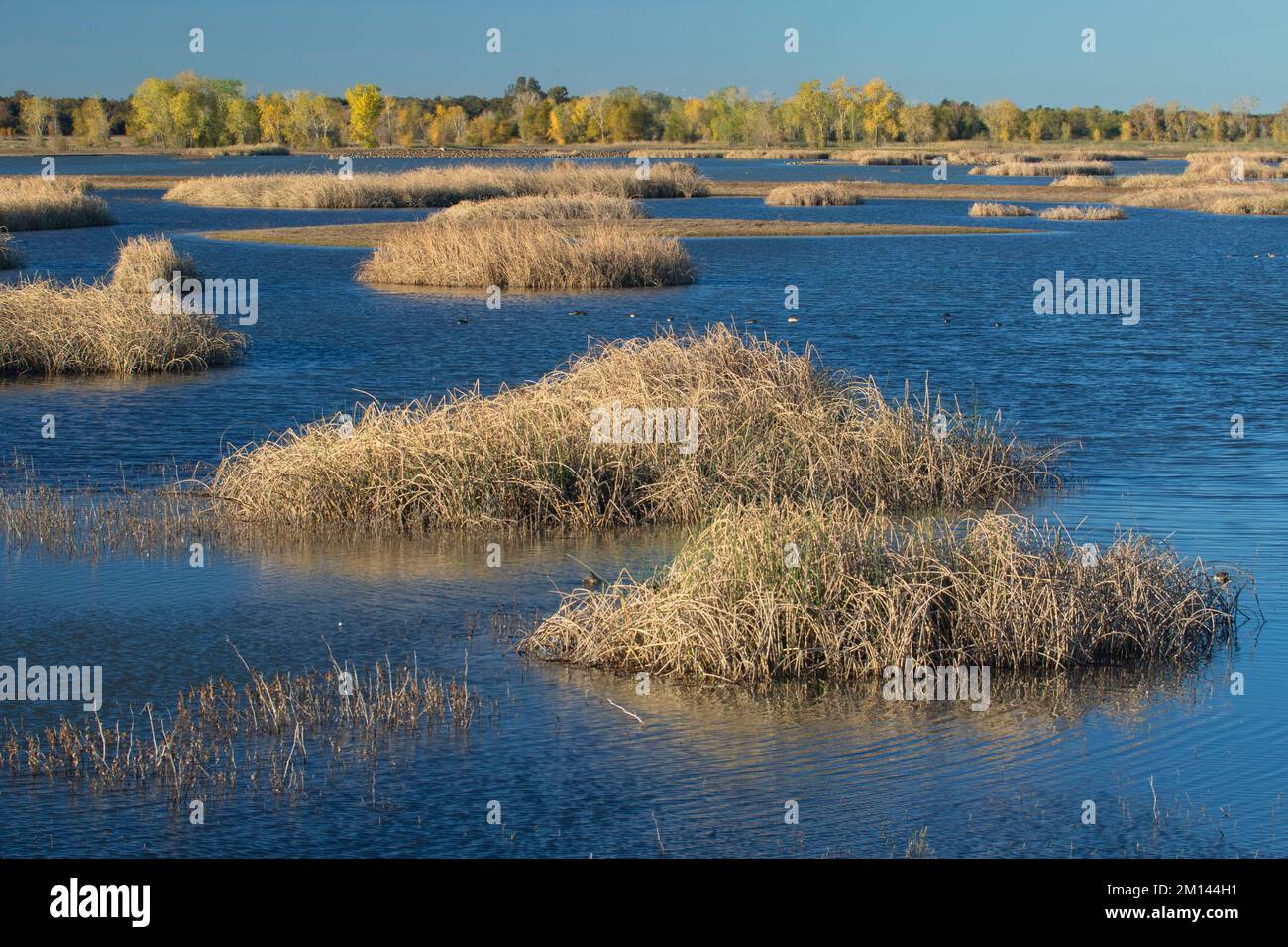 Marsh pond, Llano Seco Unit, Steve Thompson North Central Valley ...