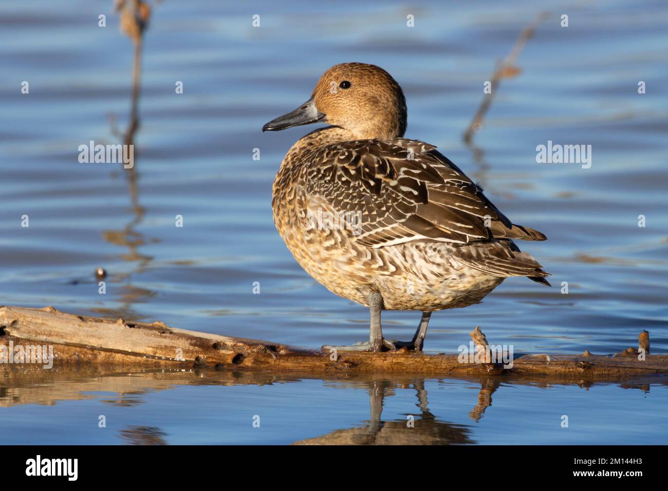 Northern pintail (Anas acuta), Llano Seco Unit, Steve Thompson North ...