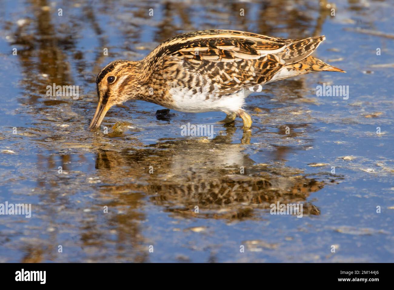 Wilson's snipe (Gallinago delicata), Merced National Wildlife Refuge ...