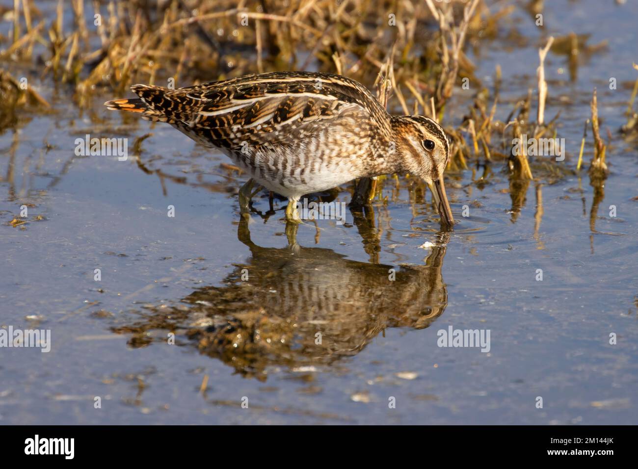 Wilson's snipe (Gallinago delicata), Merced National Wildlife Refuge ...