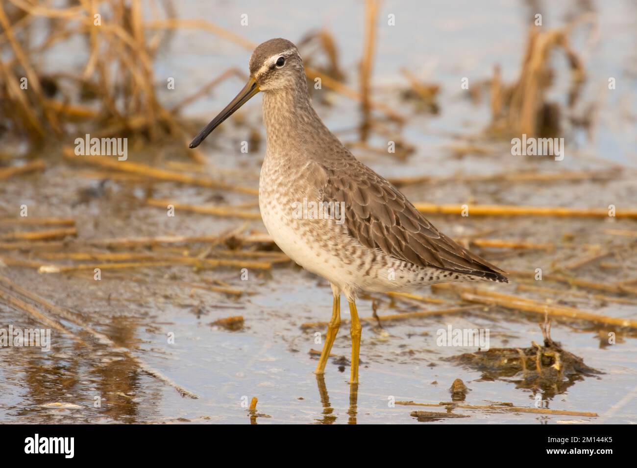 Merced national wildlife refuge hi-res stock photography and images - Alamy