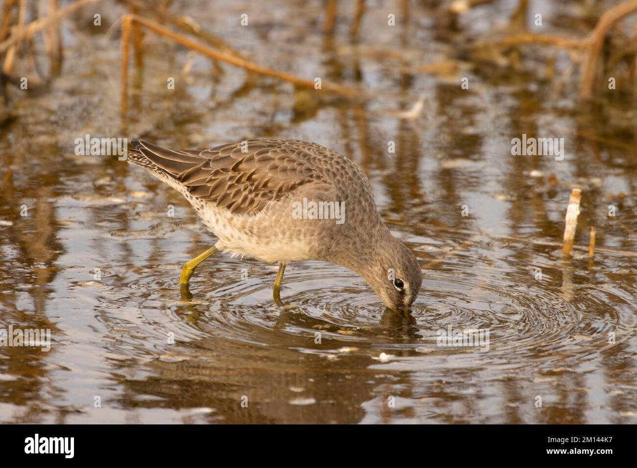 Merced national wildlife refuge hi-res stock photography and images - Alamy
