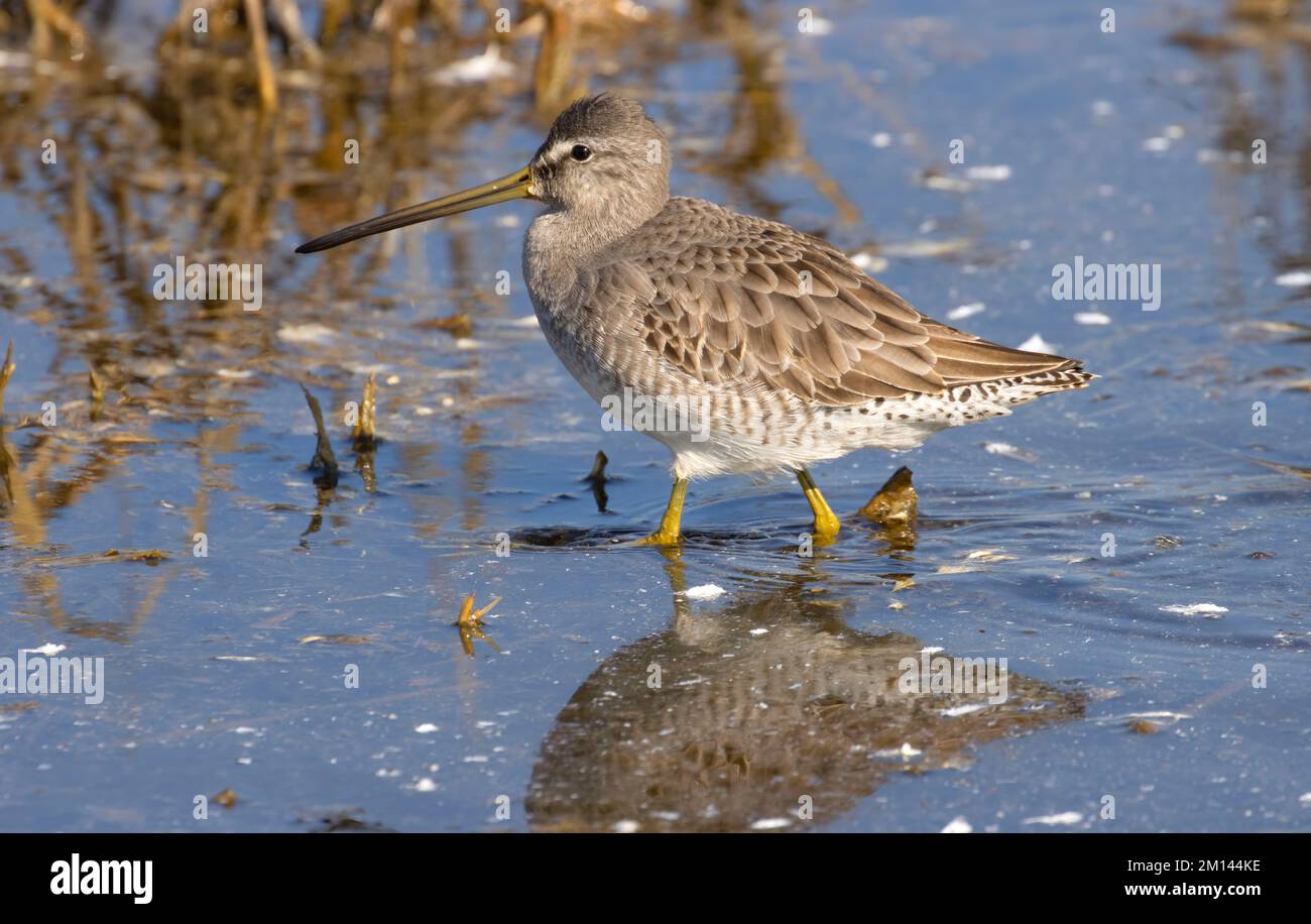 Dowitcher, Merced National Wildlife Refuge, California Stock Photo - Alamy