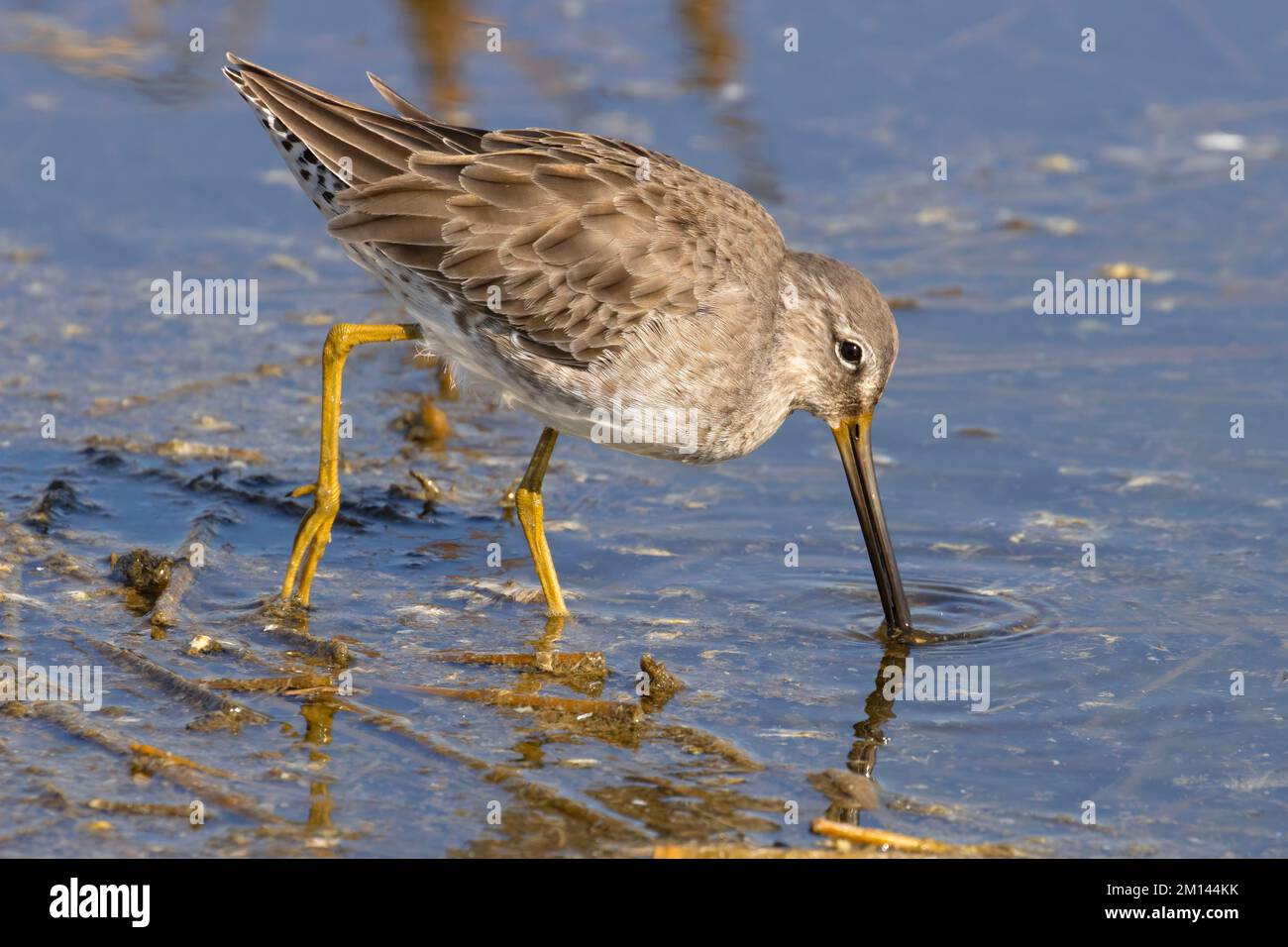 Merced national wildlife refuge hi-res stock photography and images - Alamy