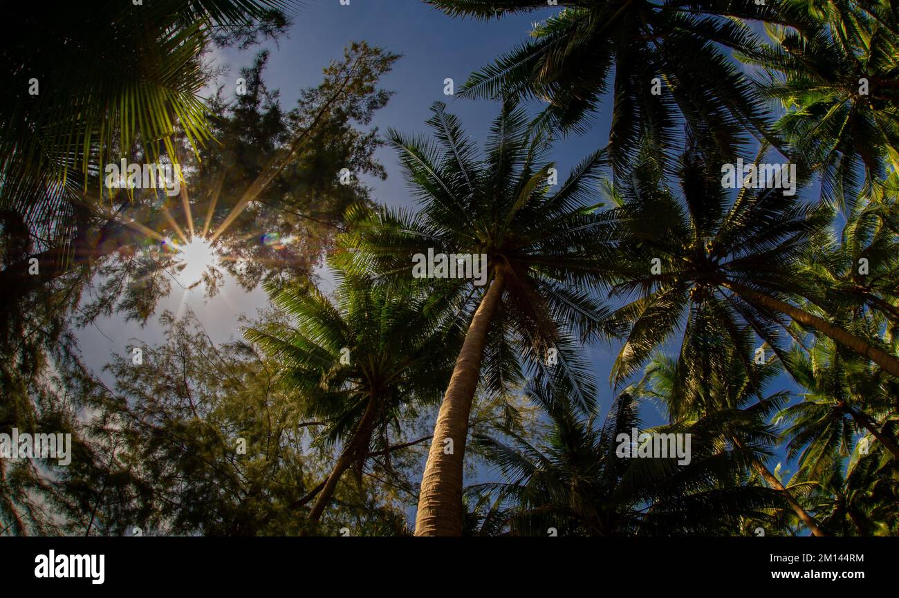 Exotic and wild scenery with palm trees and coconut trees in Thailand ...