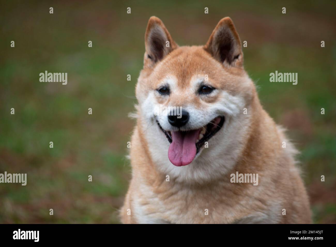 Dogs such as shiba inu take great portraits Stock Photo - Alamy