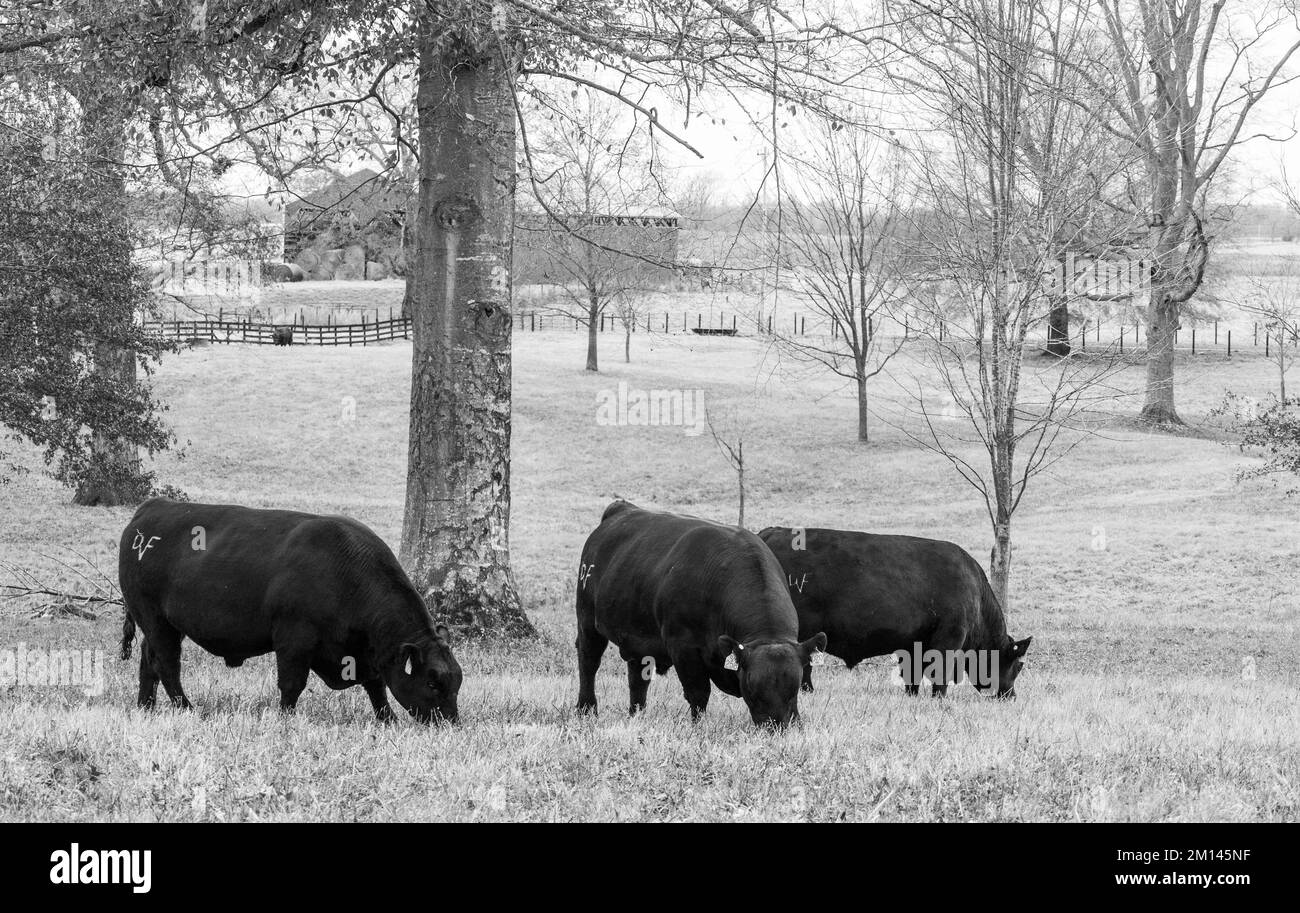 A herd of Aberdeen Angus breeds animals grazing on grass field and ...