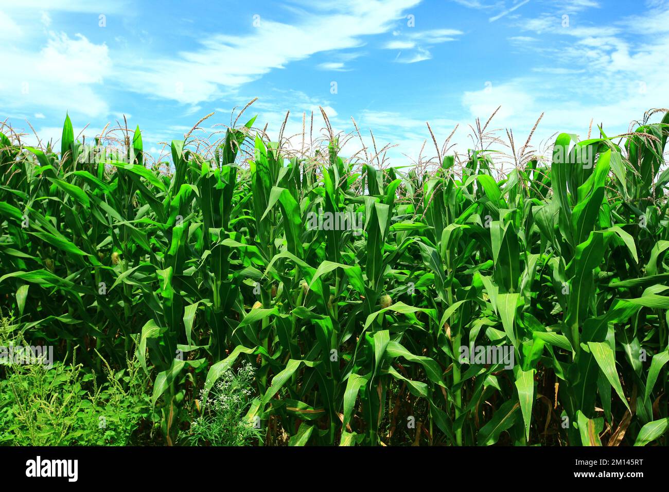 Corn,Maize field with blue sky background,view of colorful Corn growing ...