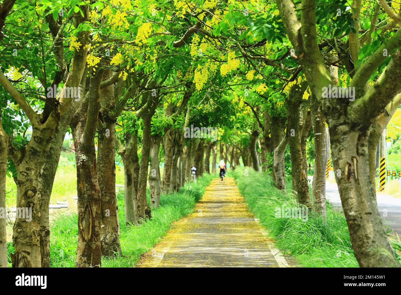 beautiful scenery of the Golden Shower Trees,Golden Shower Senna,Indian Laburnum,Pudding Pipe ...
