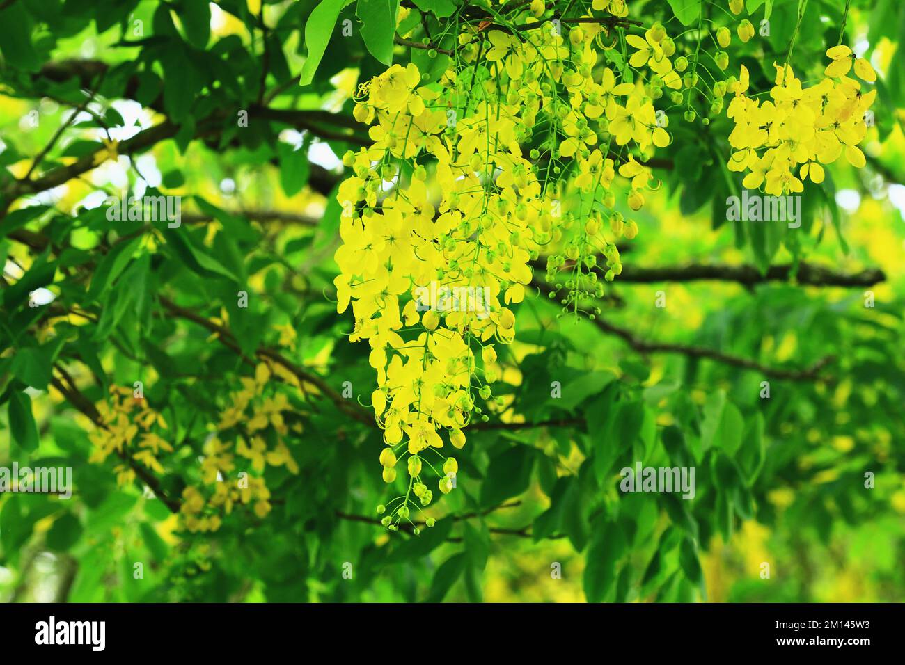 blooming flowers of the Golden Shower Tree,Golden Shower Senna,Indian Laburnum,Pudding Pipe Tree ...
