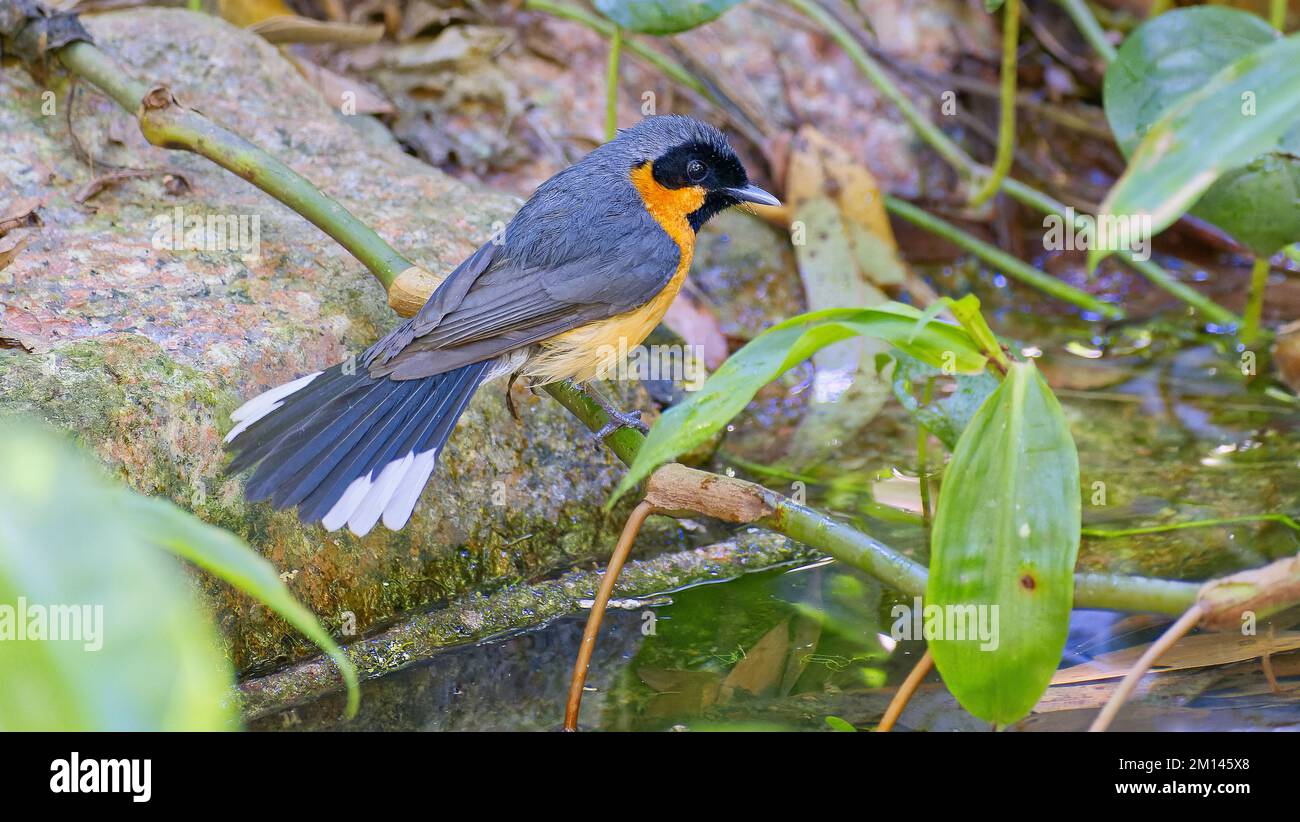 Spectacled monarch black orange and grey bird perched beside a pond in ...