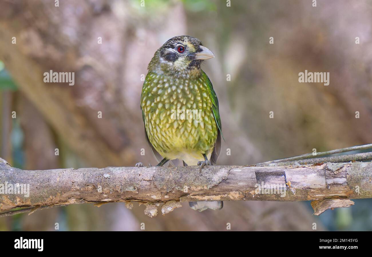 Cat bird australia hi-res stock photography and images - Alamy