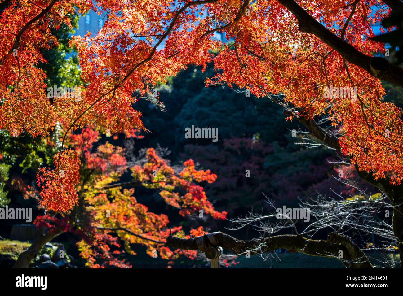 Autumn at Koishikawa Korakuen, Tokyo, Japan Stock Photo - Alamy
