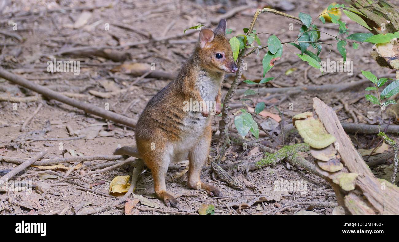 Red-legged pademelon mammal marsupial kangaroos in Atherton Tablelands ...