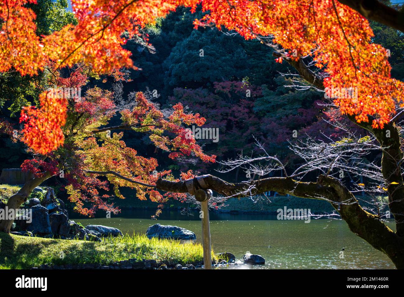 Autumn at Koishikawa Korakuen, Tokyo, Japan Stock Photo - Alamy