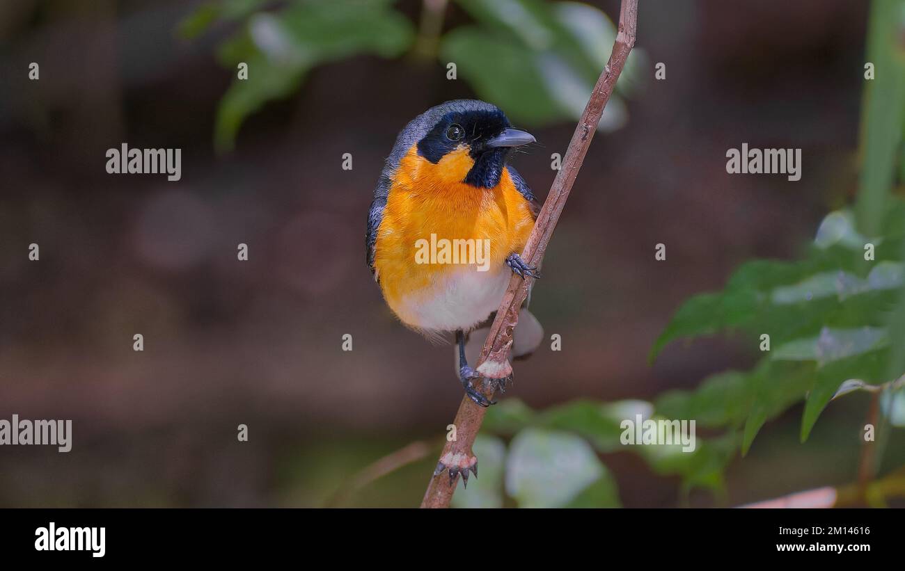 Spectacled monarch black orange and grey bird on a stick in Atherton ...