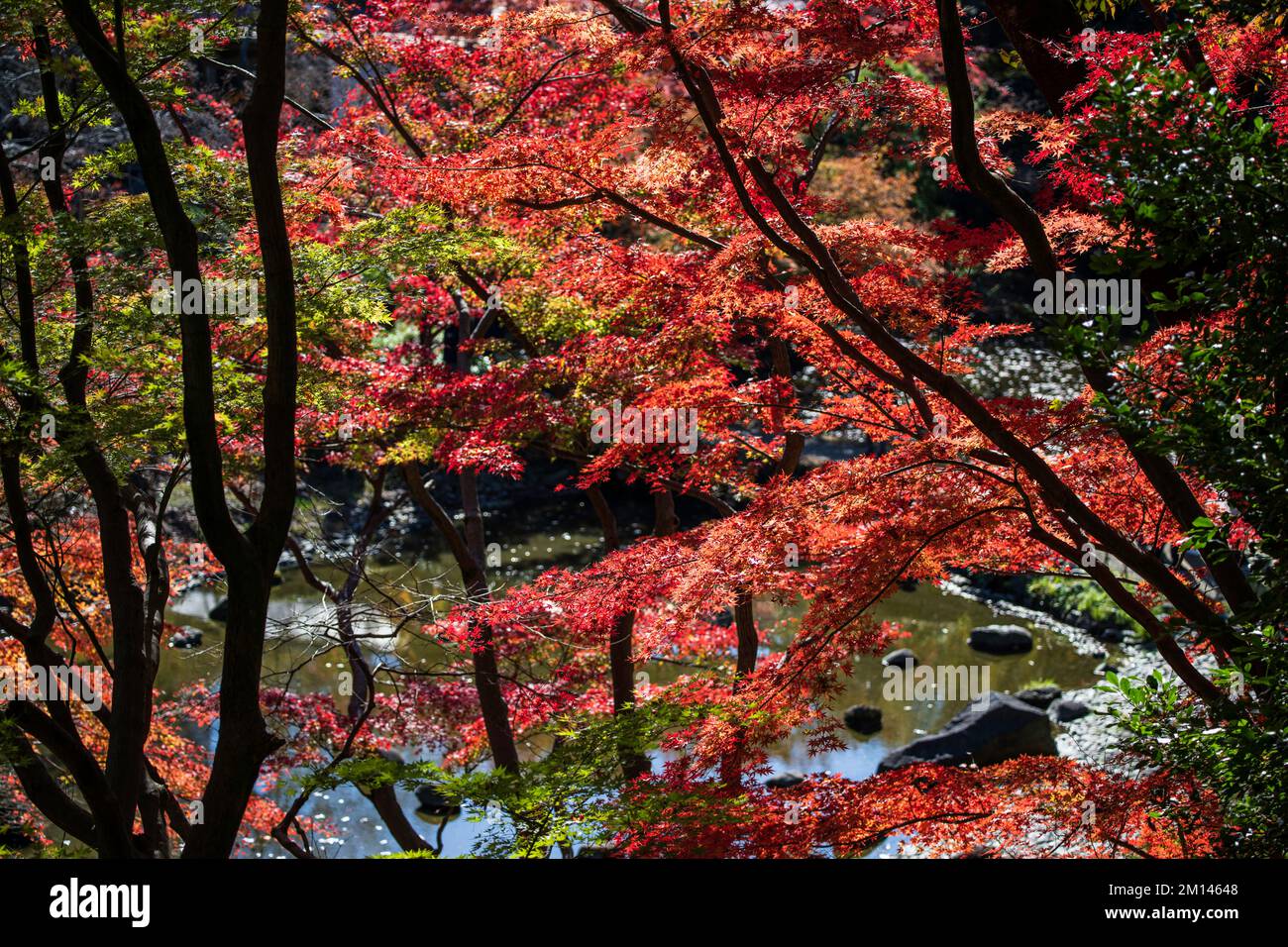 Autumn at Koishikawa Korakuen, Tokyo, Japan Stock Photo - Alamy