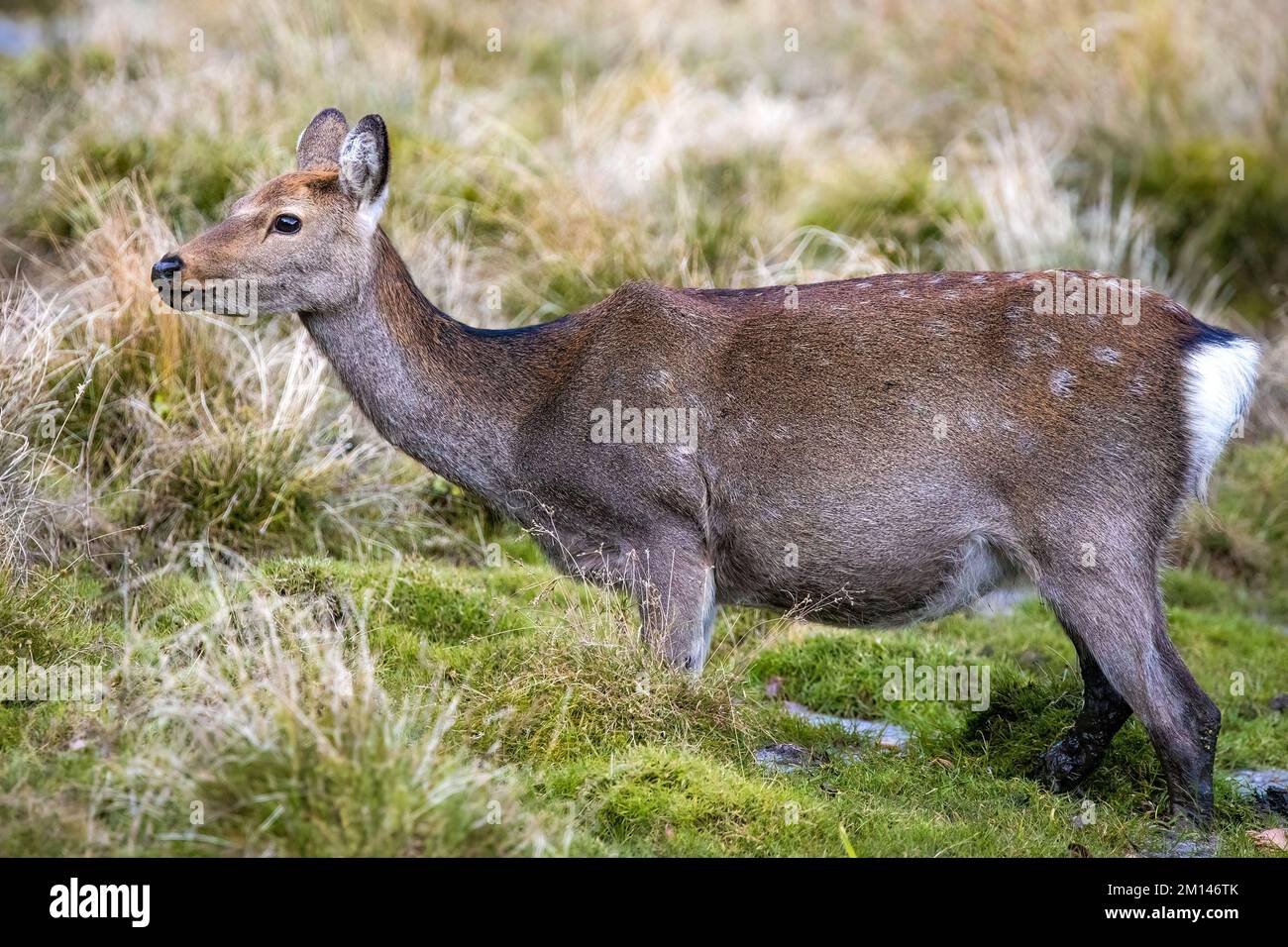 National park of kansai hi-res stock photography and images - Alamy