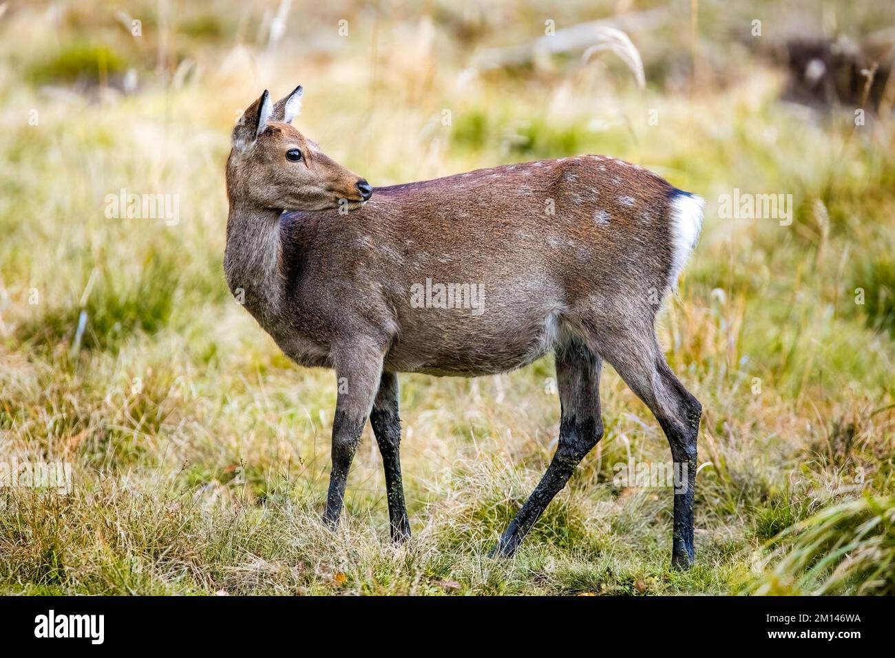 Japanese deer at Nikko National park swamp Japan Stock Photo - Alamy